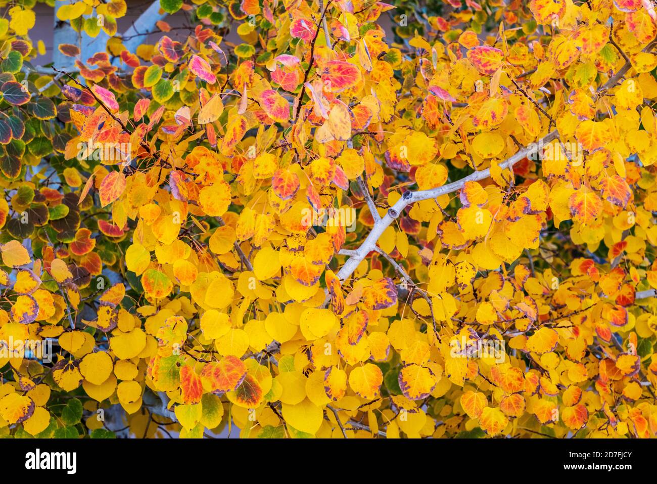 Red aspen leaf hi-res stock photography and images - Alamy