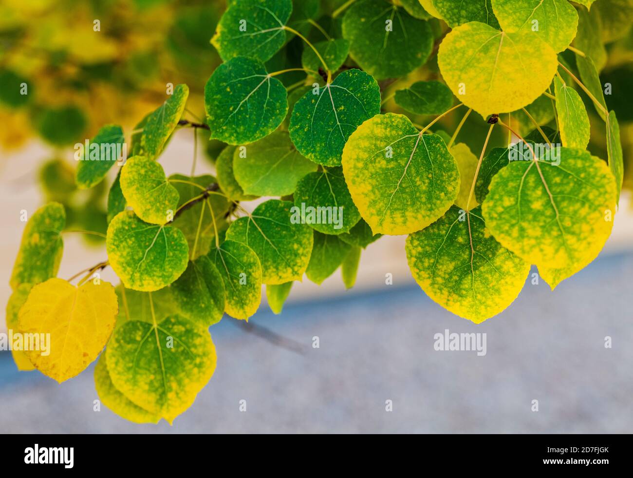 Aspen tree leaves in autumn color Stock Photo - Alamy