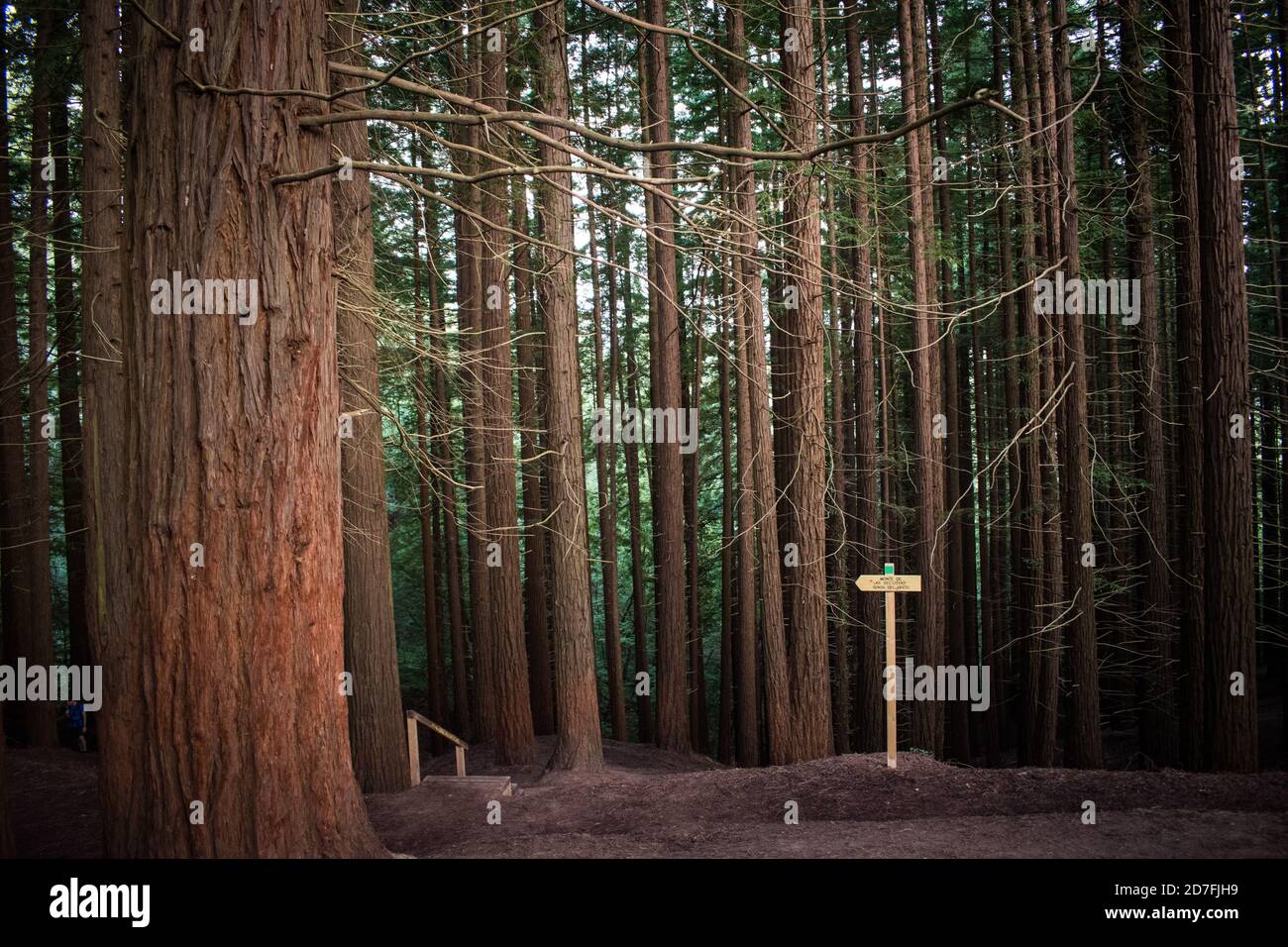 redwood forest in Cantabria and a sign Stock Photo - Alamy
