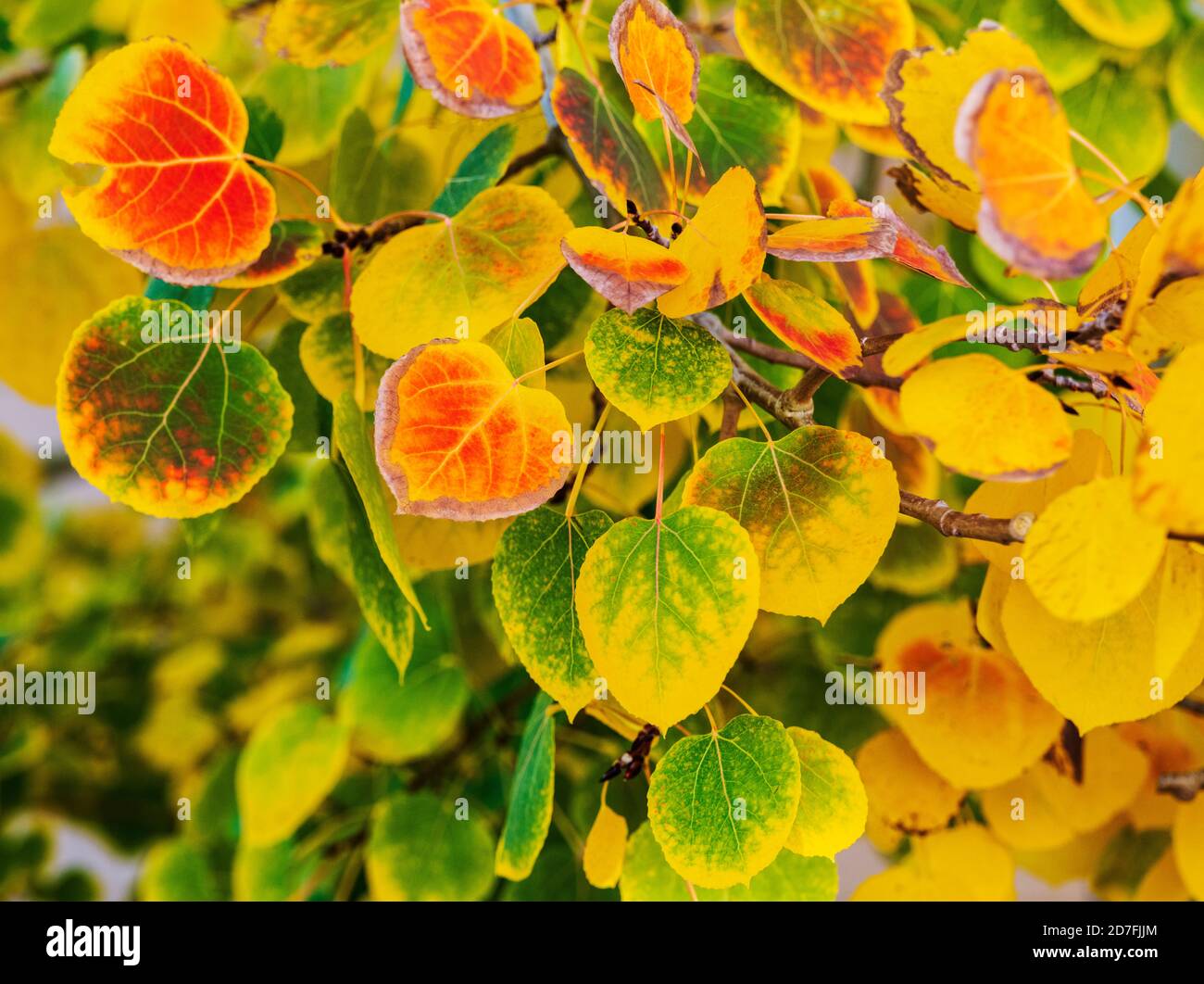 Abstract aspen trees hi-res stock photography and images - Alamy