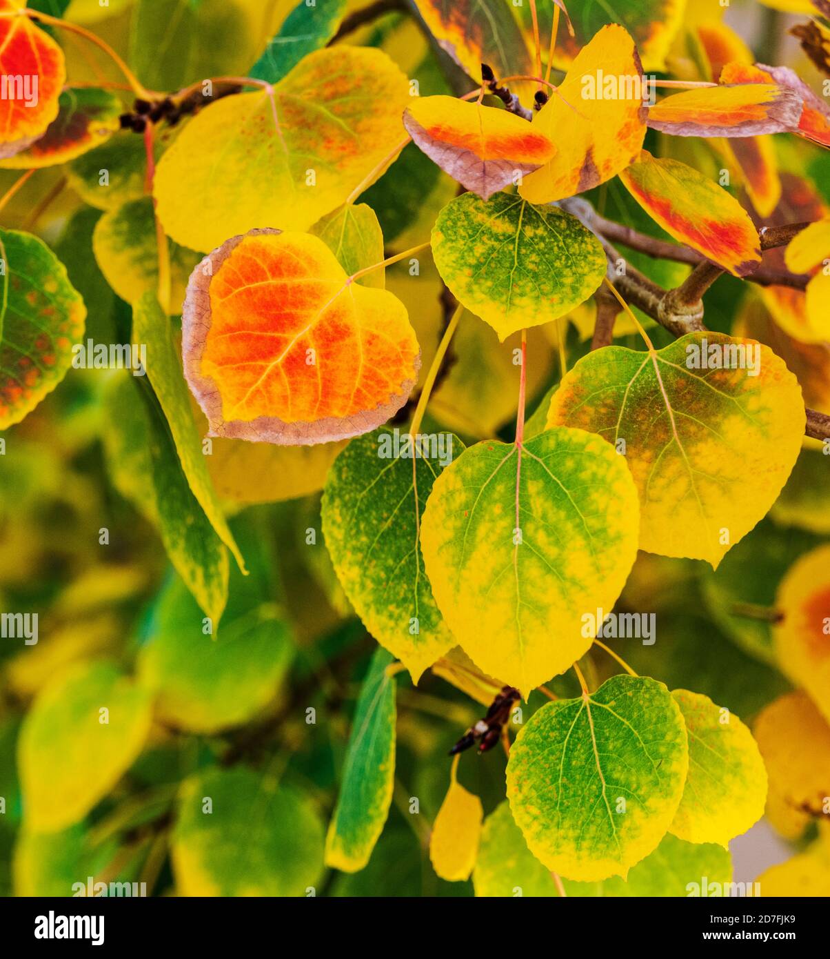 Aspen tree leaves in autumn color Stock Photo - Alamy