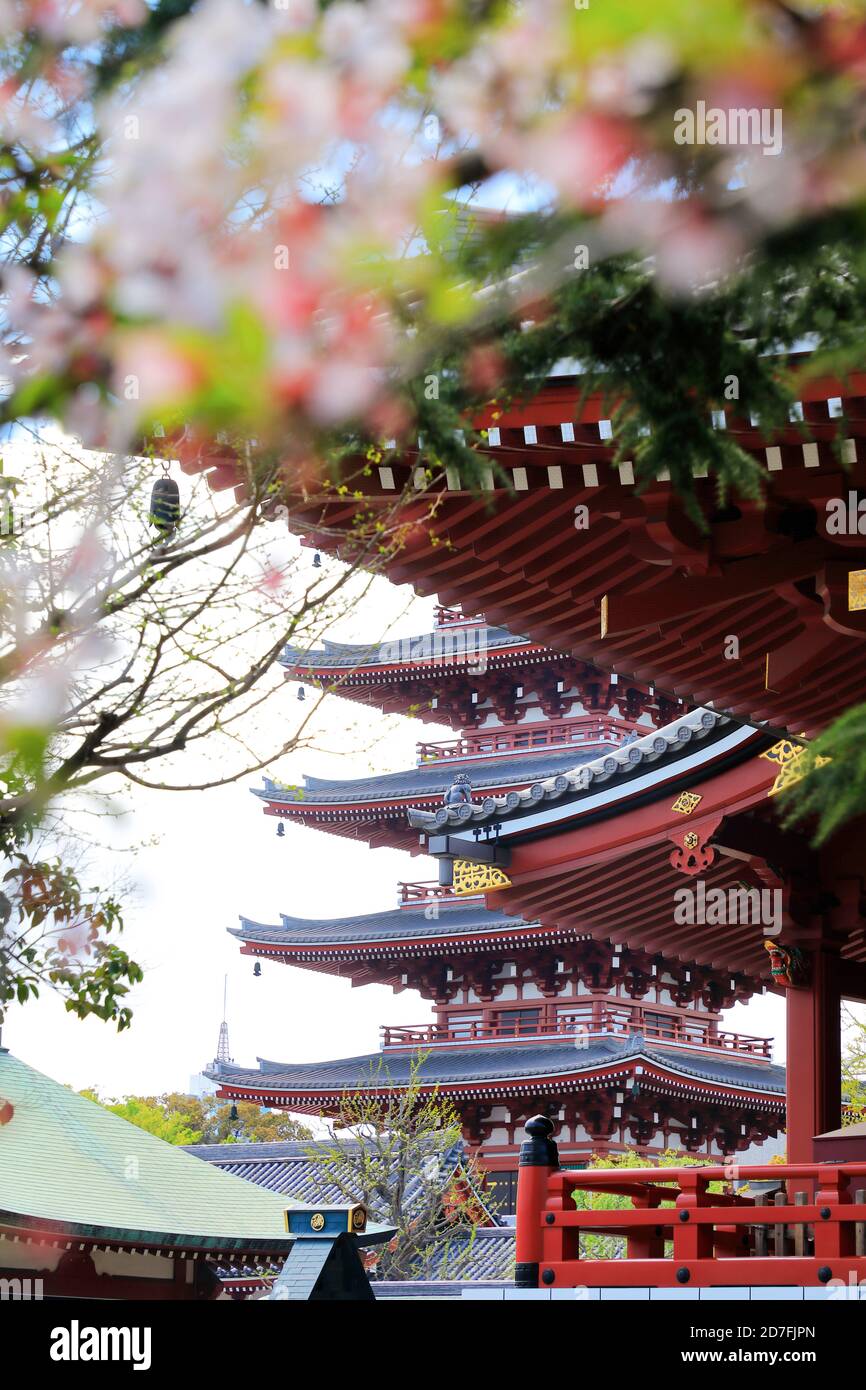 Senso-Ji Temple building and Pagoda with Cherry blossoms in foreground ...