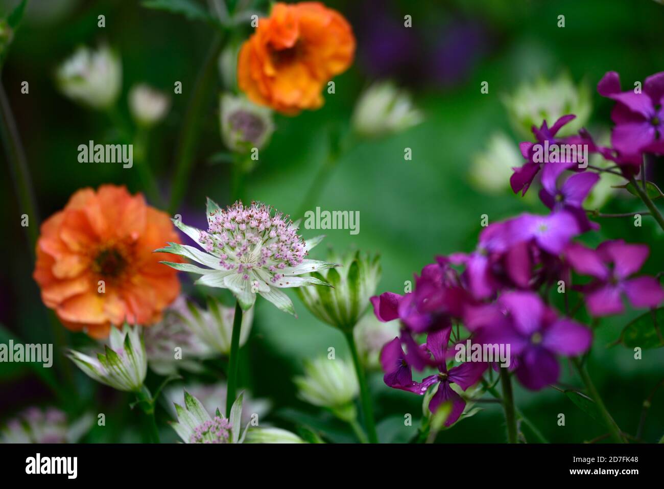 Astrantia Bo Ann,geum prinses juliana,mix,mixed,combination,orange and ...