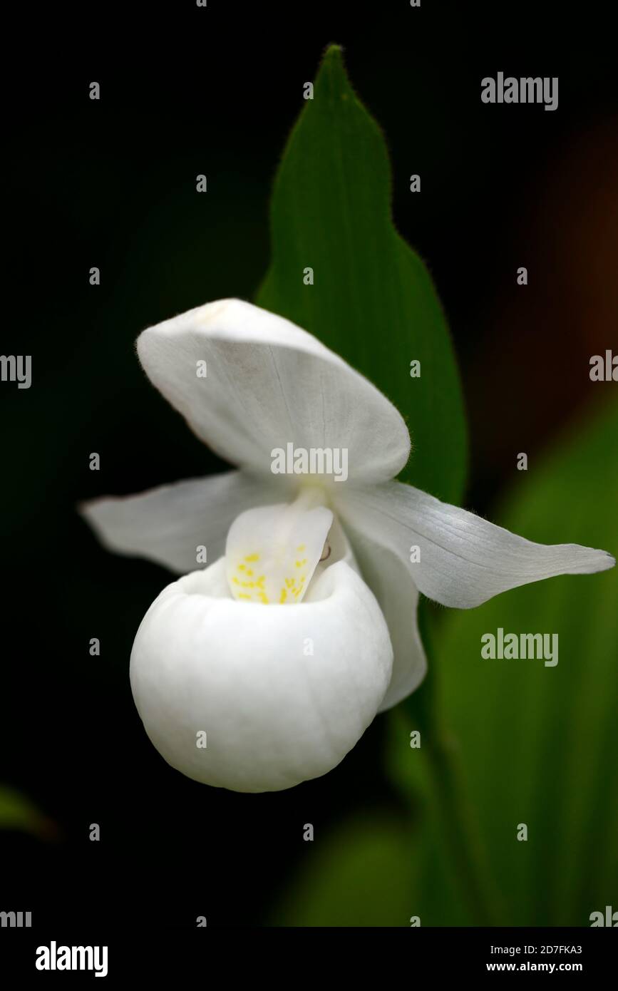 Cypripedium reginae alba,Cyp,hardy orchid,Ladyslipper,orchid,orchids ...