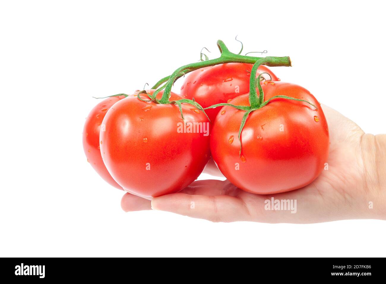 Fresh tomato branch in hand isolated on white background Stock Photo ...