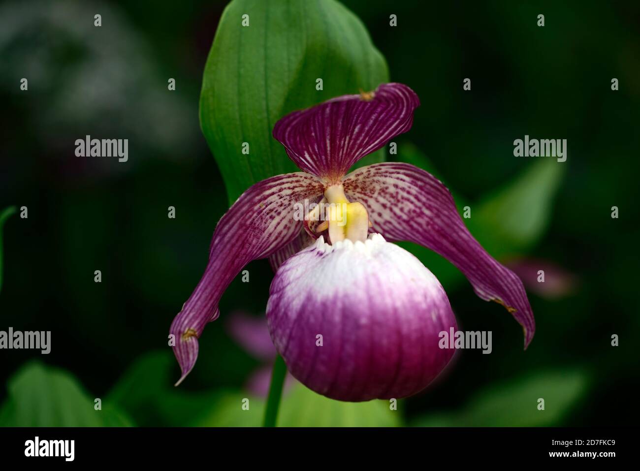 Cypripedium Sabine,Cypripedium fasciolatum x macranthos,Cyp,hardy ...
