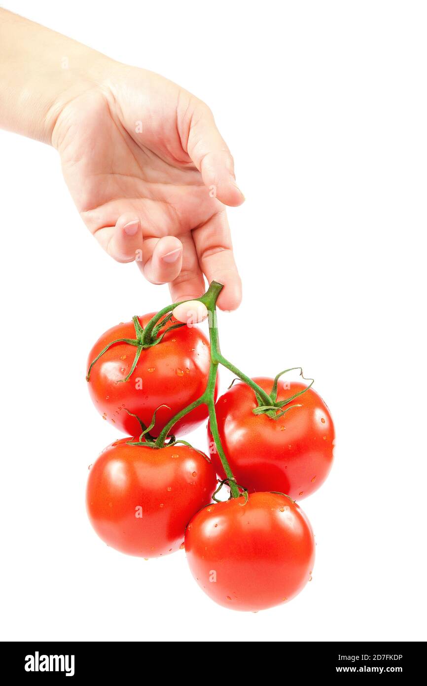 Fresh tomato branch in hand isolated on white background Stock Photo ...