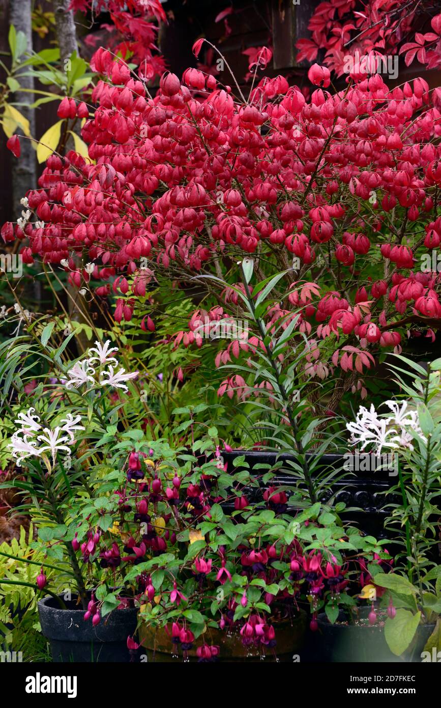 Euonymous pot hi-res stock photography and images - Alamy