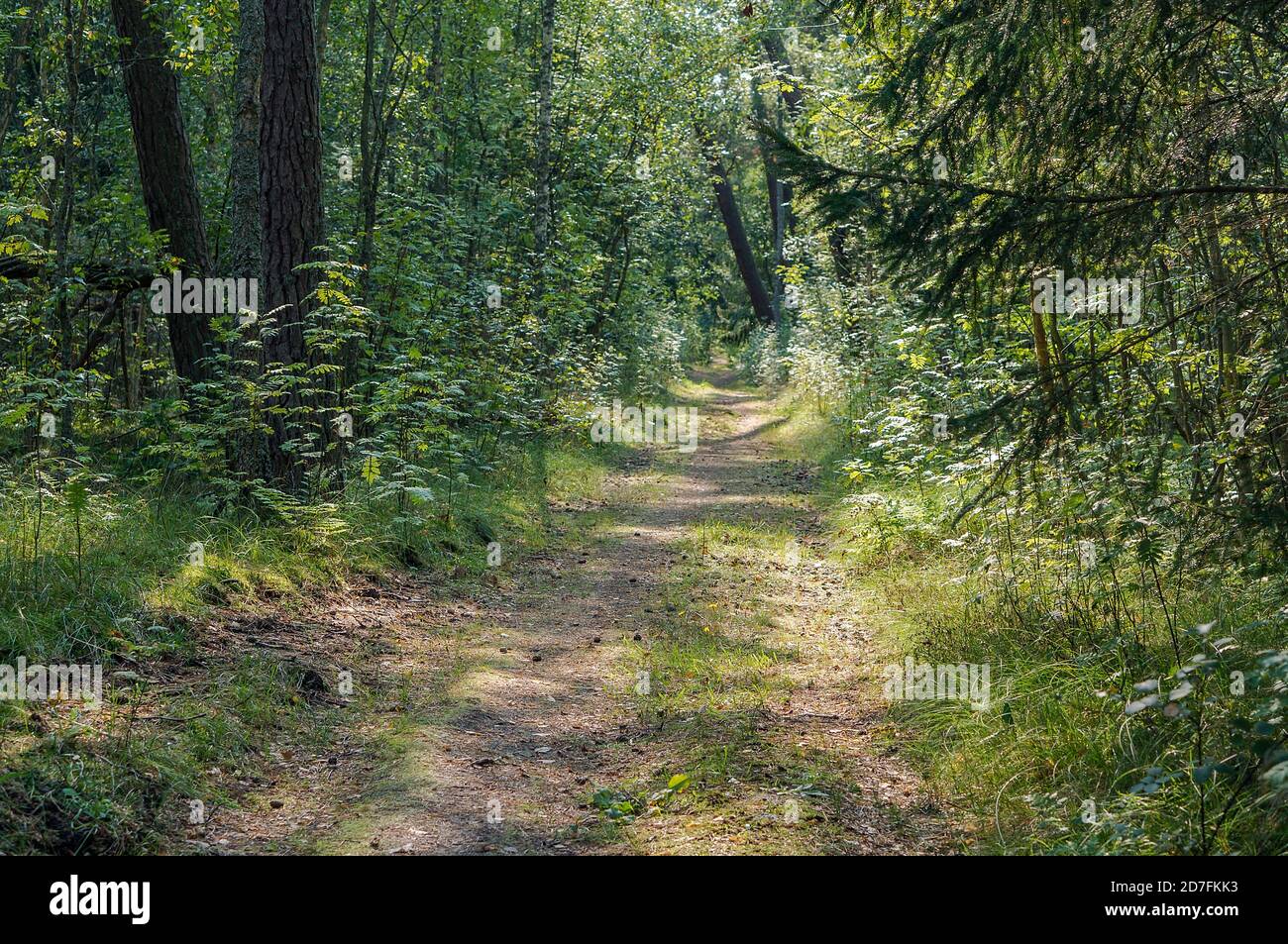 road through dense coniferous forest, forest path in sunlight, forest ...