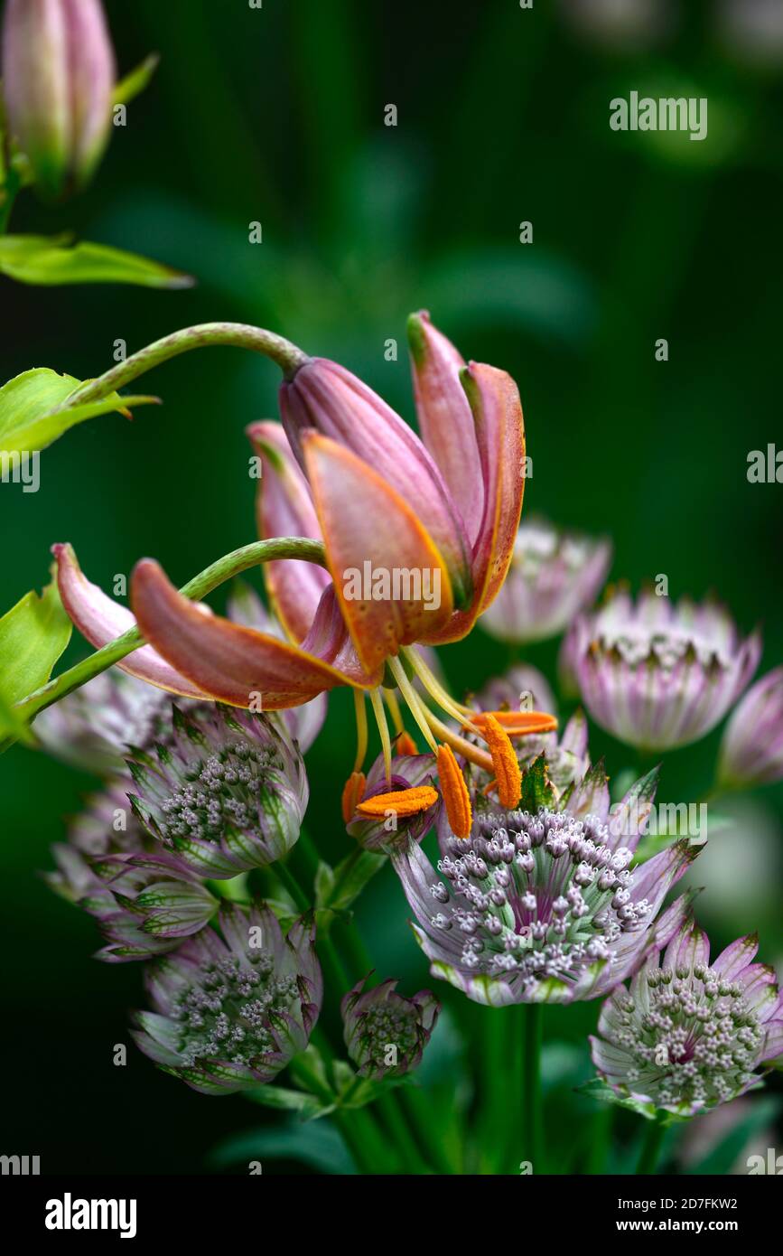 Lilium Martagon Early Bird,Astrantia Bo Ann, lily, lillies, orange ...