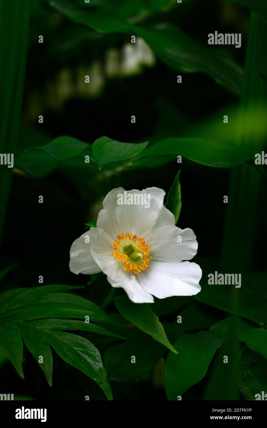 Paeonia emodi,Himalayan peony,Mount Emodus peony,Peony Emodi,white ...