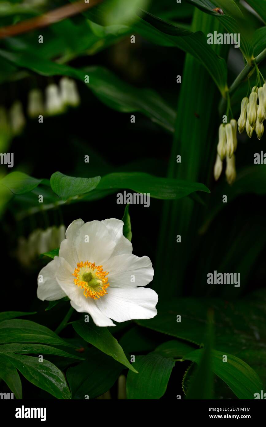 Himalayan peony paeonia emodi hi-res stock photography and images - Alamy