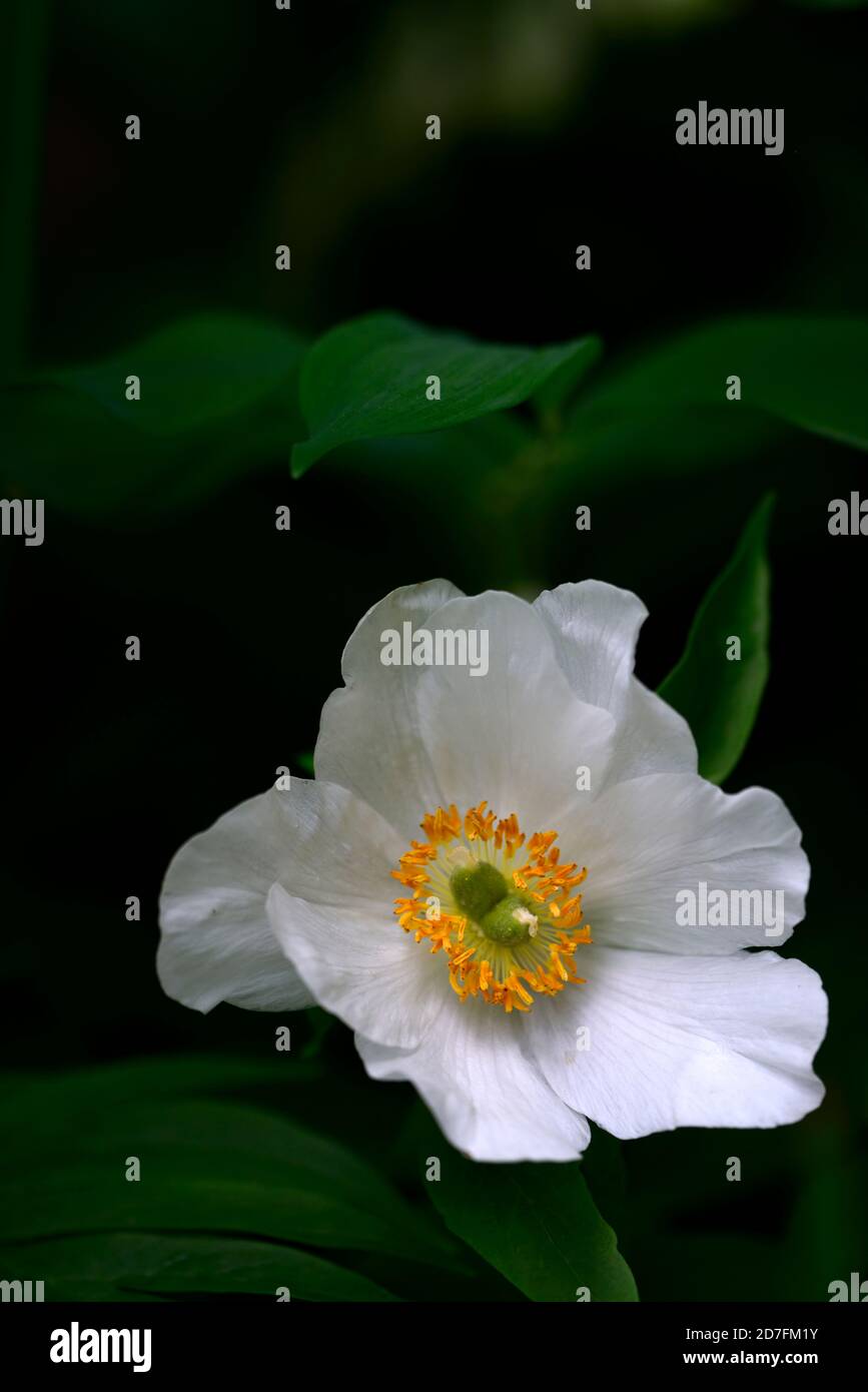 Paeonia emodi,Himalayan peony,Mount Emodus peony,Peony Emodi,white ...