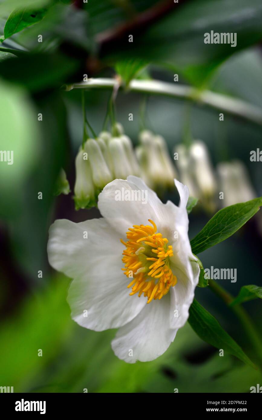 Paeonia emodi,Himalayan peony,Mount Emodus peony,Peony Emodi,white ...