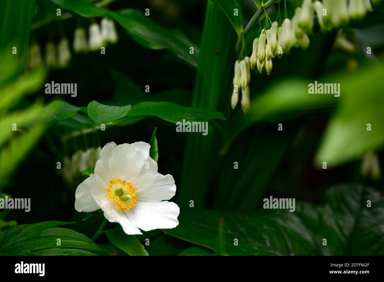 Paeonia emodi,Himalayan peony,Mount Emodus peony,Peony Emodi,white ...