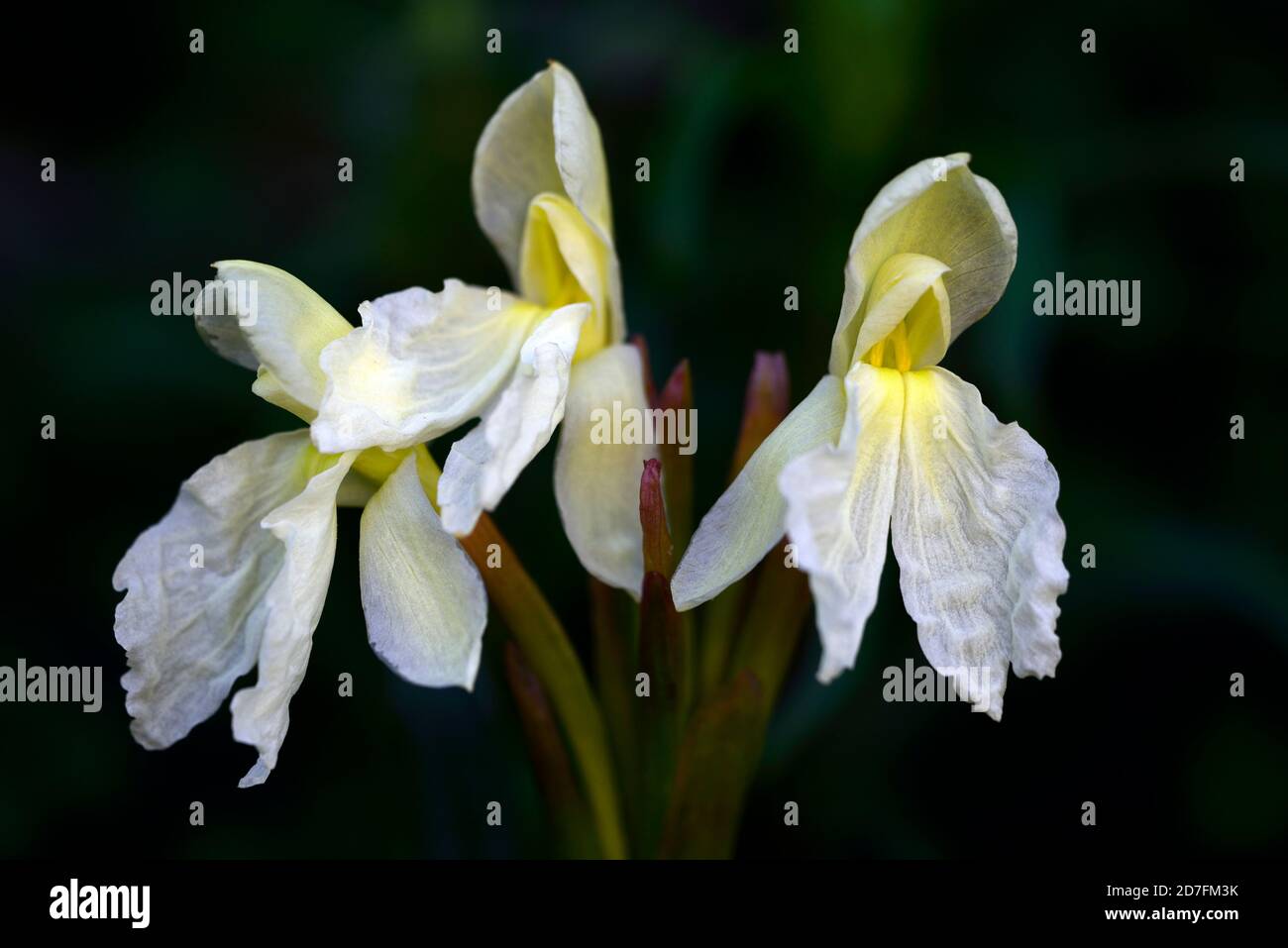 Yellow ginger thomas flower hi-res stock photography and images - Alamy
