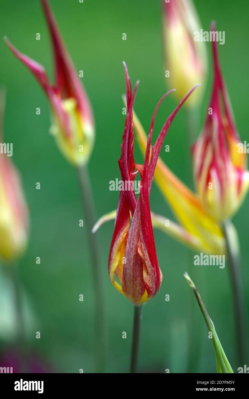 Acuminata tulipa hi-res stock photography and images - Alamy