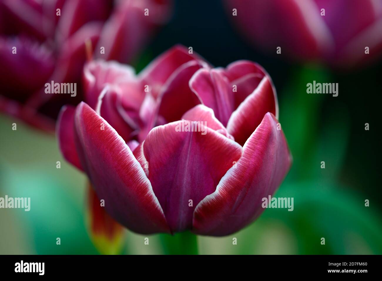 Double late tulipa double touch hi-res stock photography and images - Alamy
