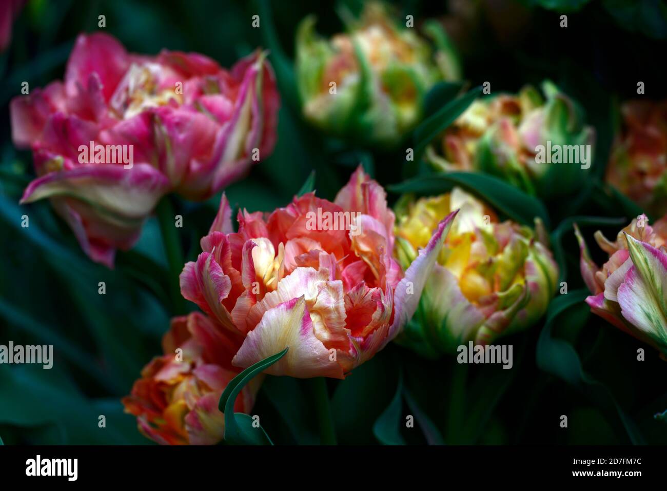 Peony tulip hi-res stock photography and images - Alamy