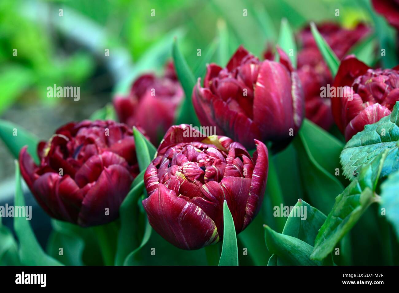 Tulip Nachtwacht,Tulipa Nachtwacht,Tulipa Night Watch,Tulip Night Watch ...