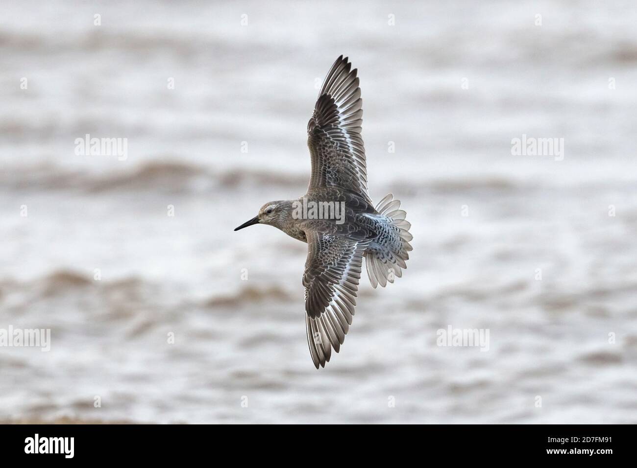 Knot in winter plumage hi-res stock photography and images - Alamy