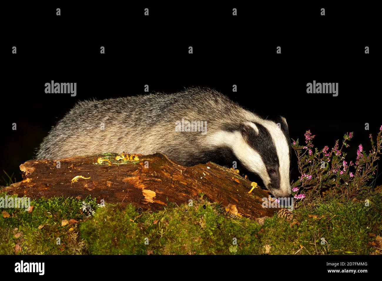 Foraging at night hi-res stock photography and images - Alamy