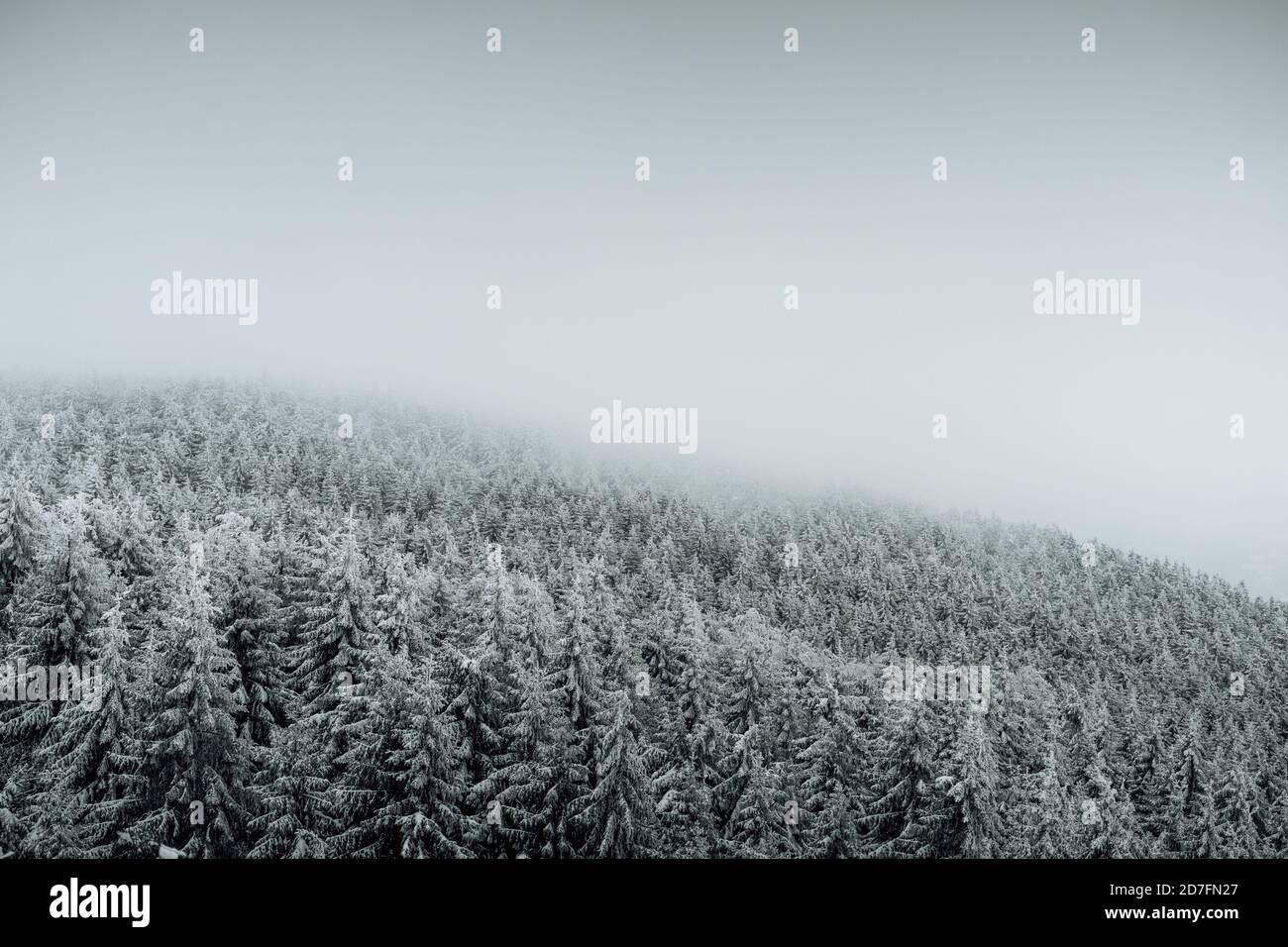 High angle shot of pine trees in the mountain covered with snow during ...