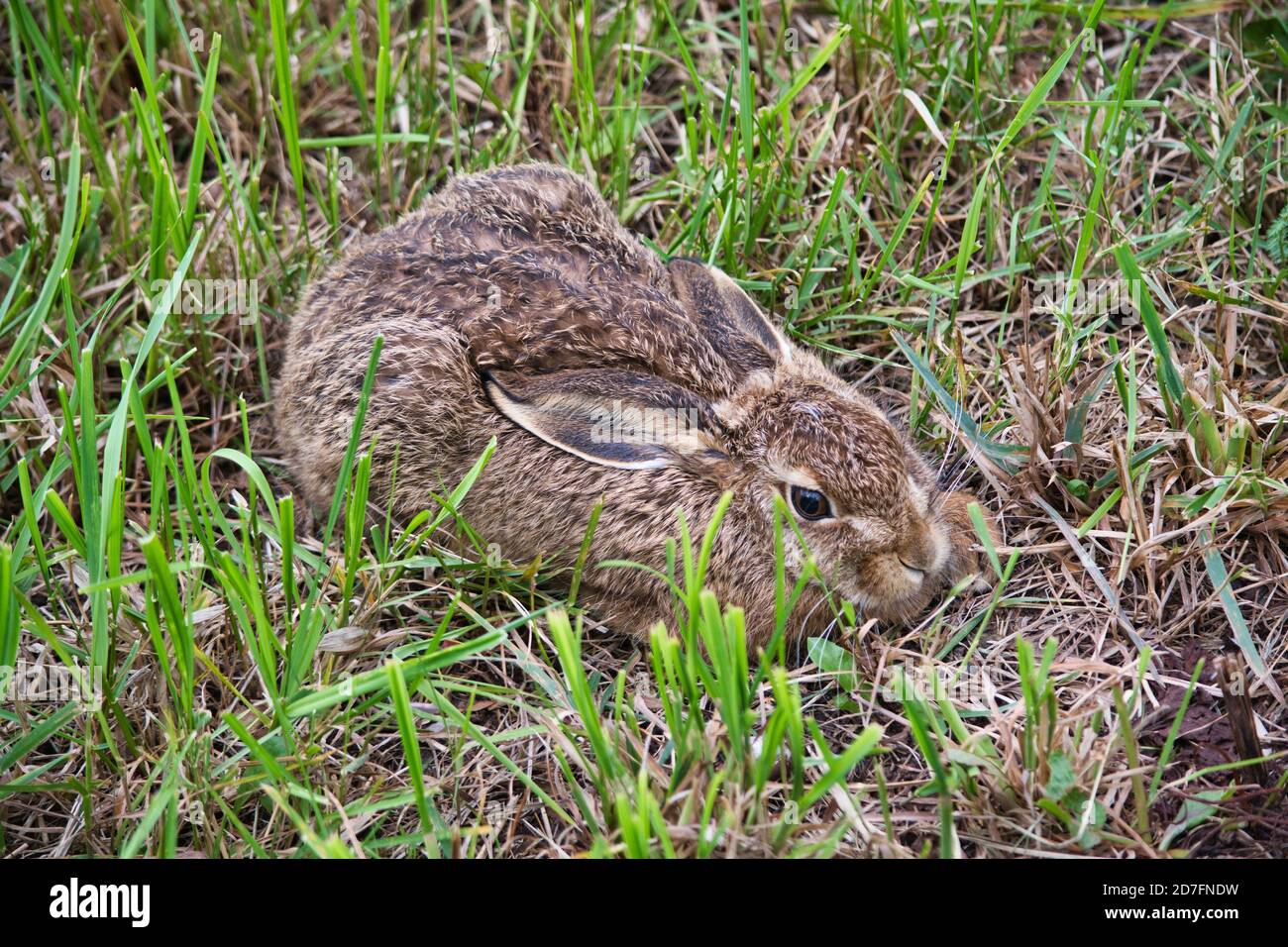 Field hare hi-res stock photography and images - Alamy