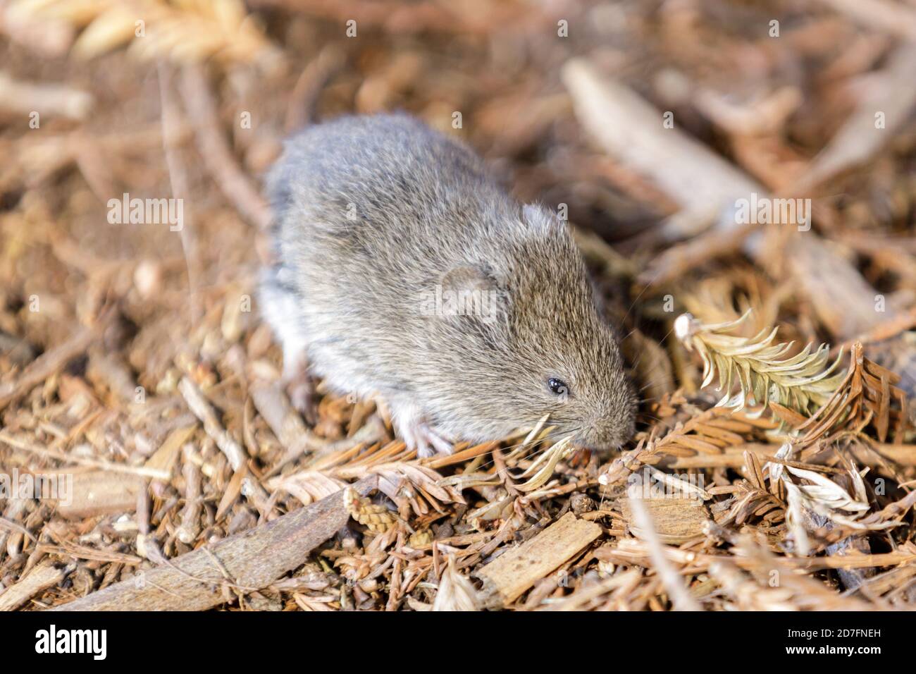 Santa mouse hi-res stock photography and images - Alamy