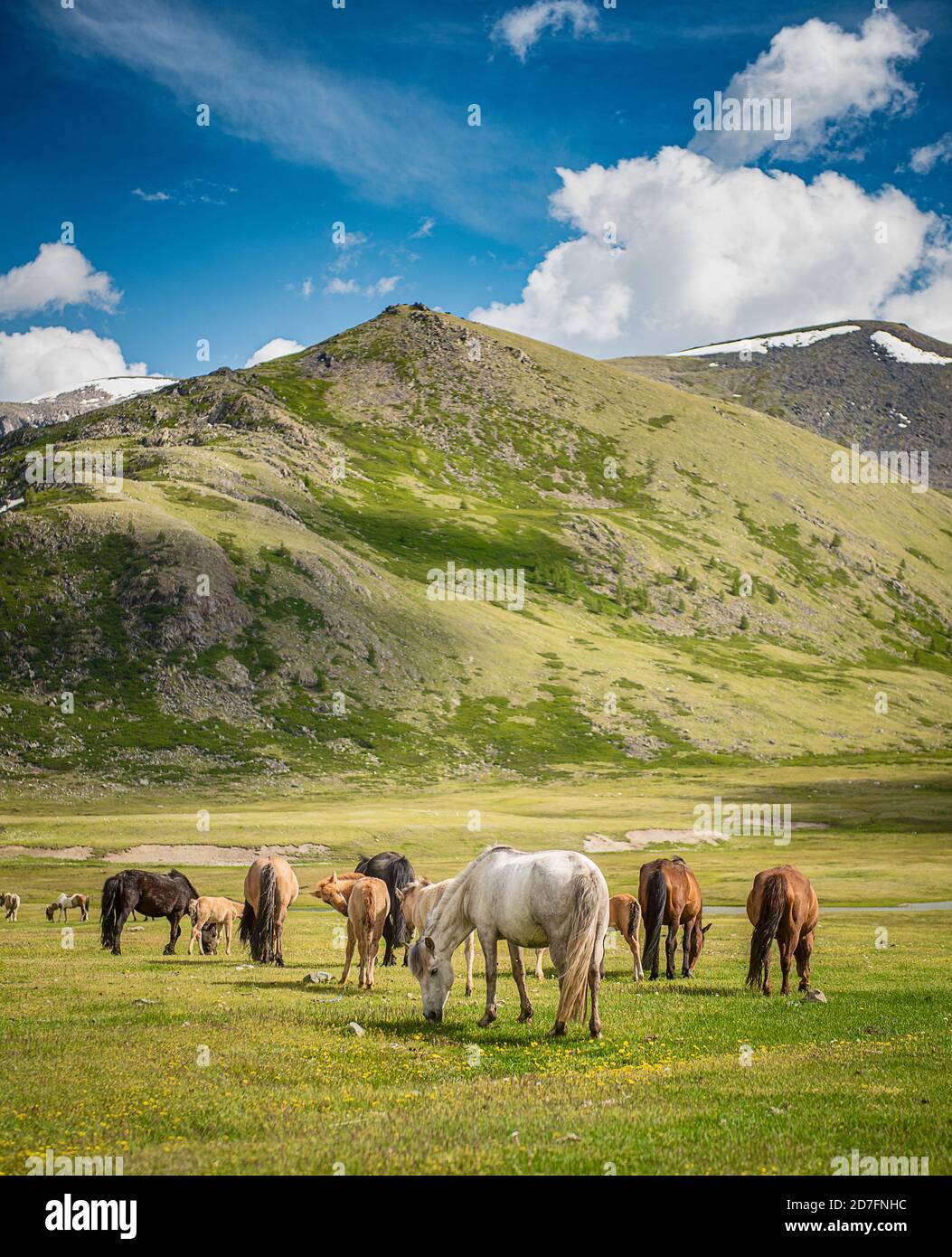 Grazing hors hi-res stock photography and images - Alamy