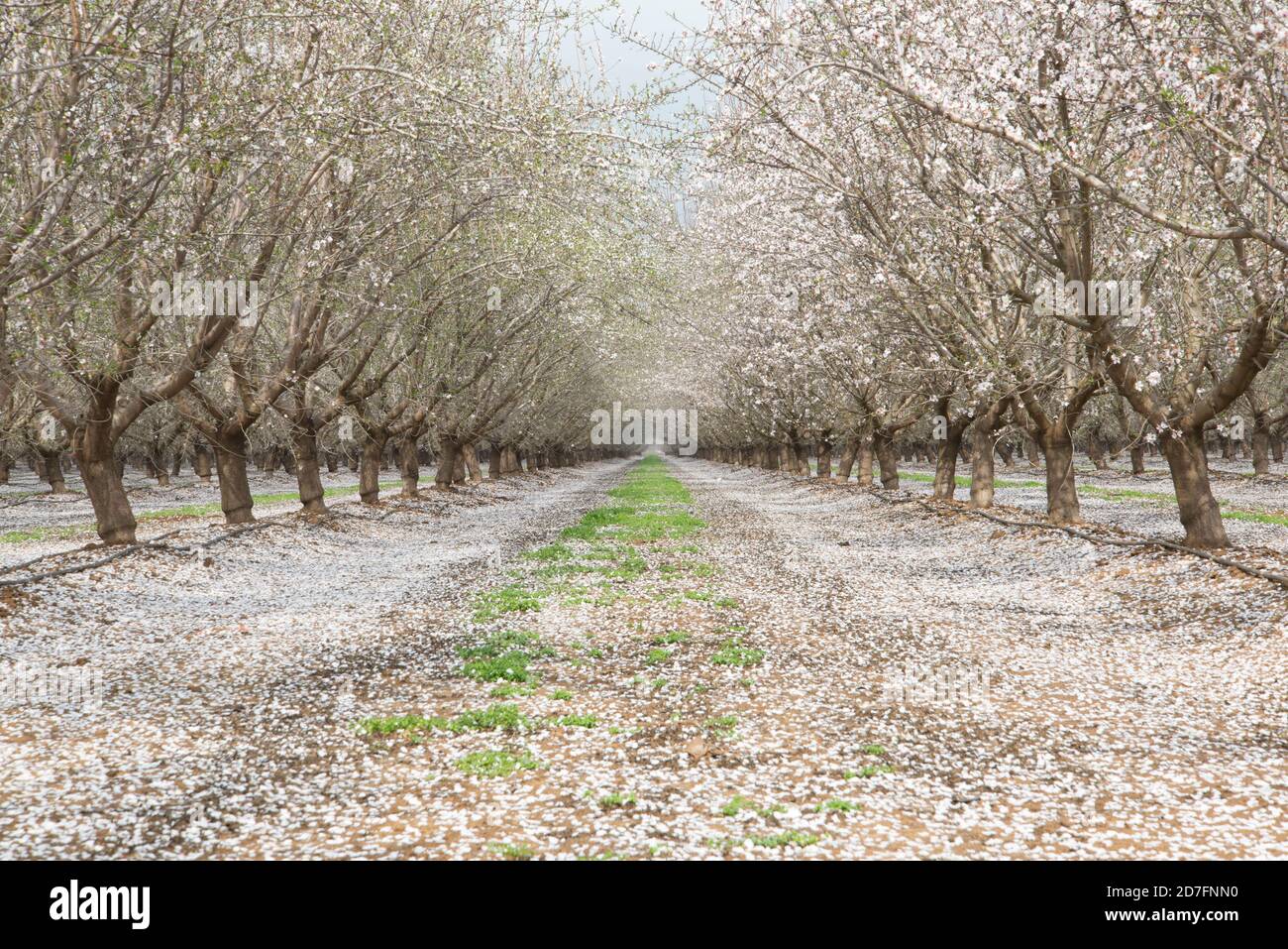 Beautiful Almond Orchards Stock Photo - Alamy