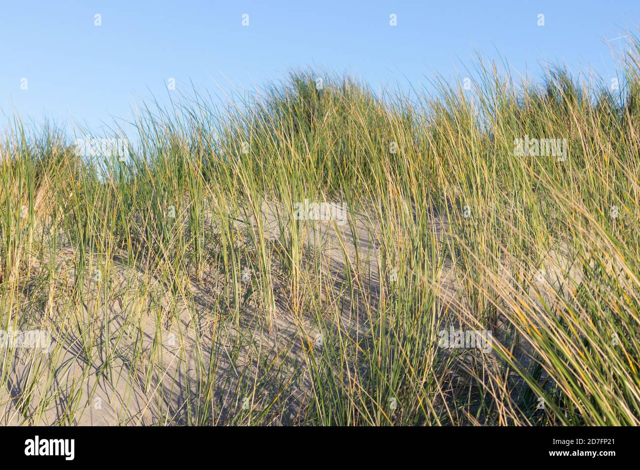 Grass strand hi-res stock photography and images - Alamy