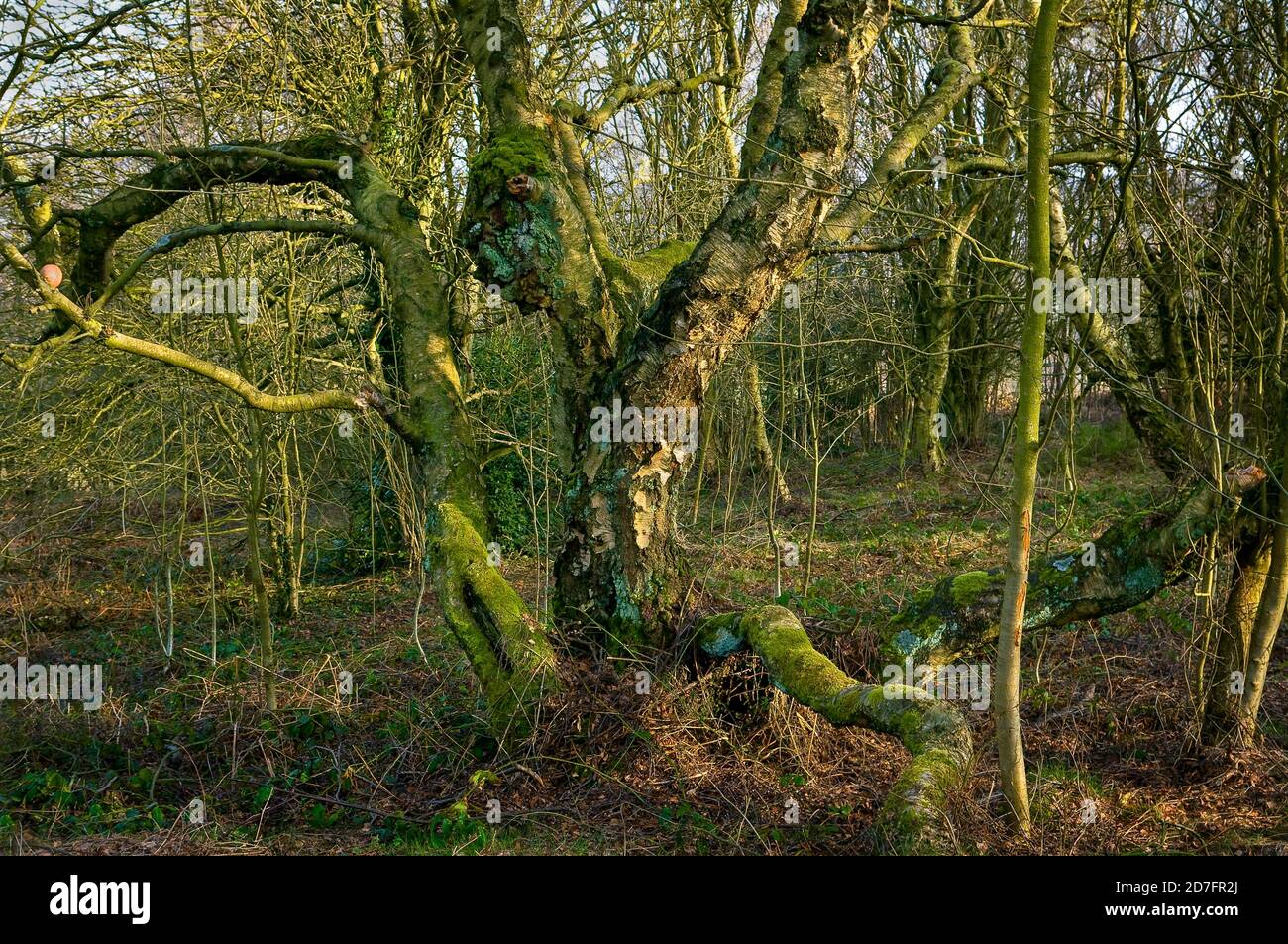 Trees and tangled undergrowth in ancient woodland near Sheffield Stock ...
