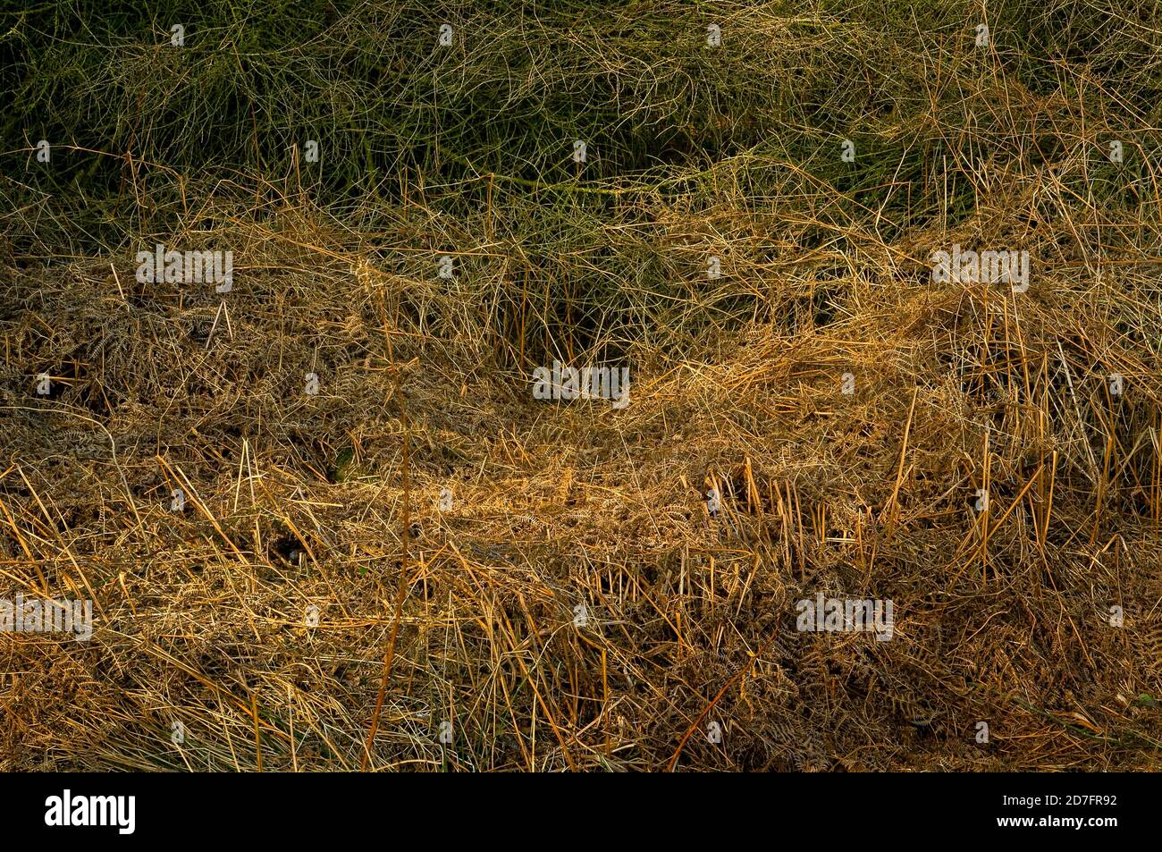 Tangled shrubs hi-res stock photography and images - Alamy