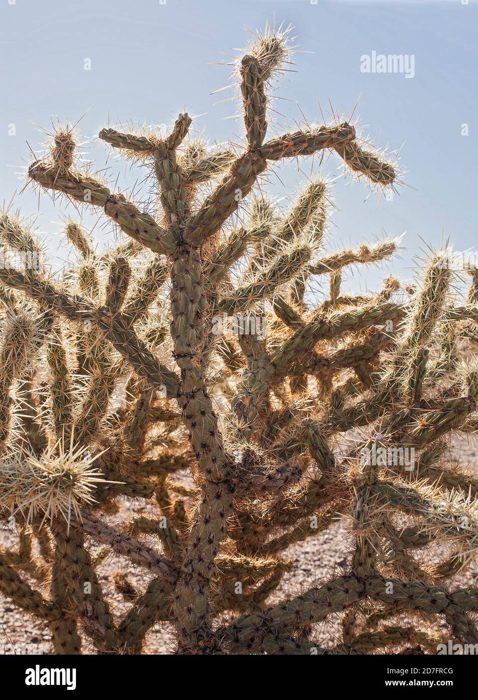 Cactus in desert Colorado, USA Stock Photo - Alamy