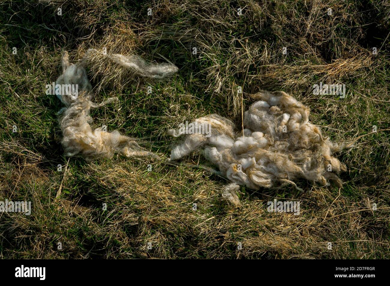 Bracken grass hi-res stock photography and images - Alamy