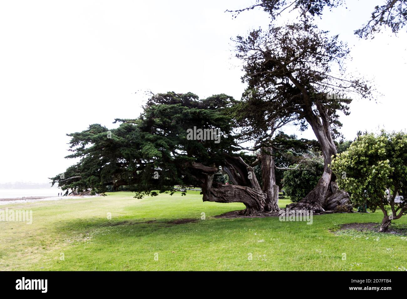 Windswept Trees New Zealand High Resolution Stock Photography and ...
