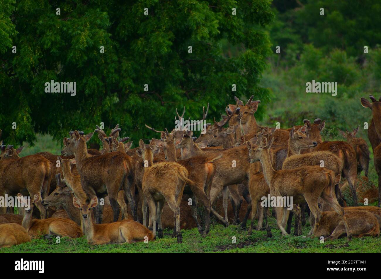 deer in forest, Javan rusa in Baluran National Park, Java, Indonesia ...