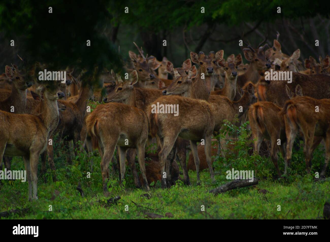 deer in forest, Javan rusa in Baluran National Park, Java, Indonesia ...