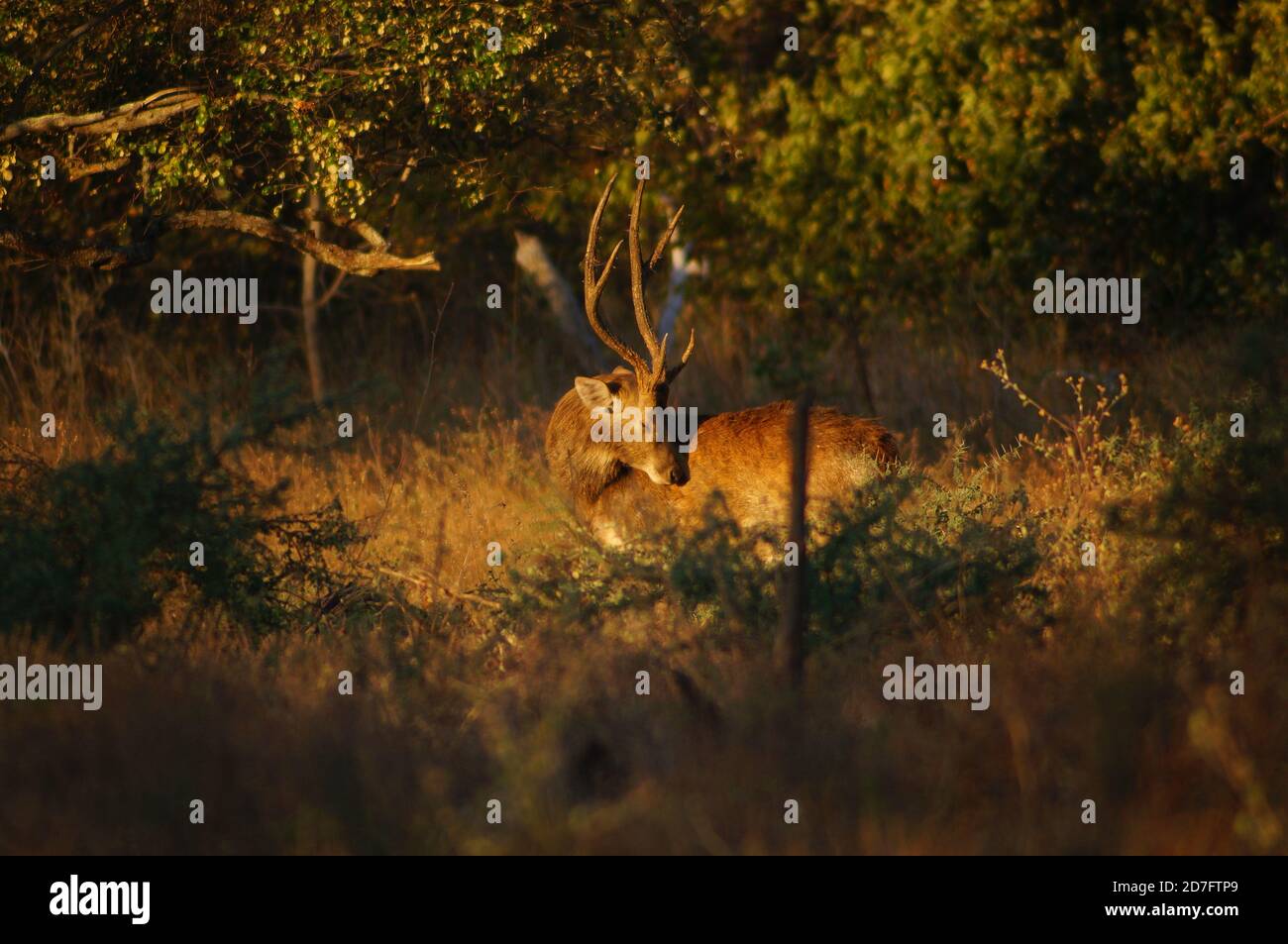 deer in forest, Javan rusa in Baluran National Park, Java, Indonesia ...