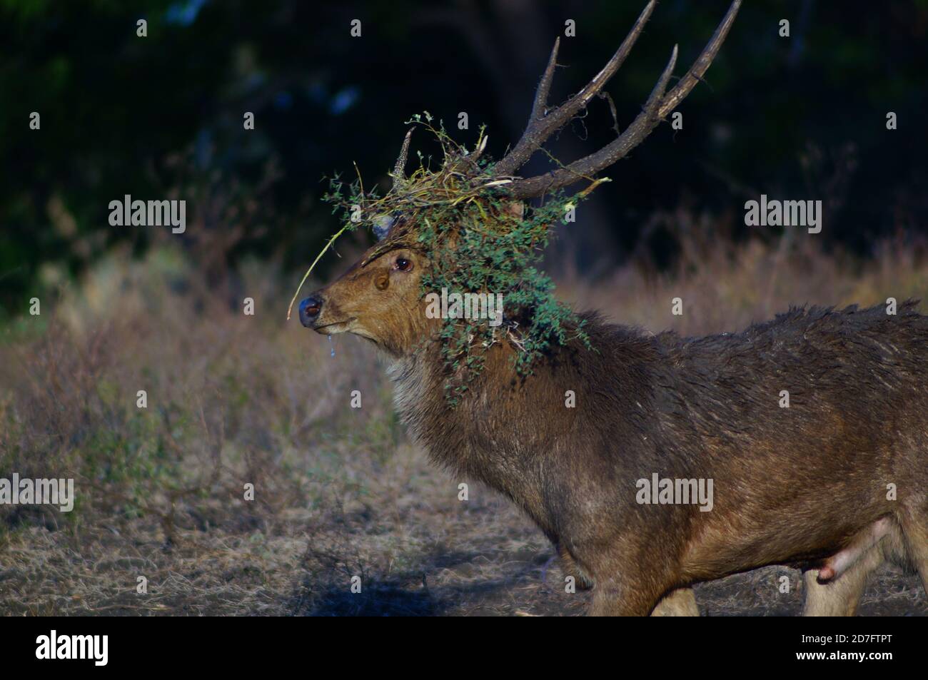 deer in forest, Javan rusa in Baluran National Park, Java, Indonesia ...