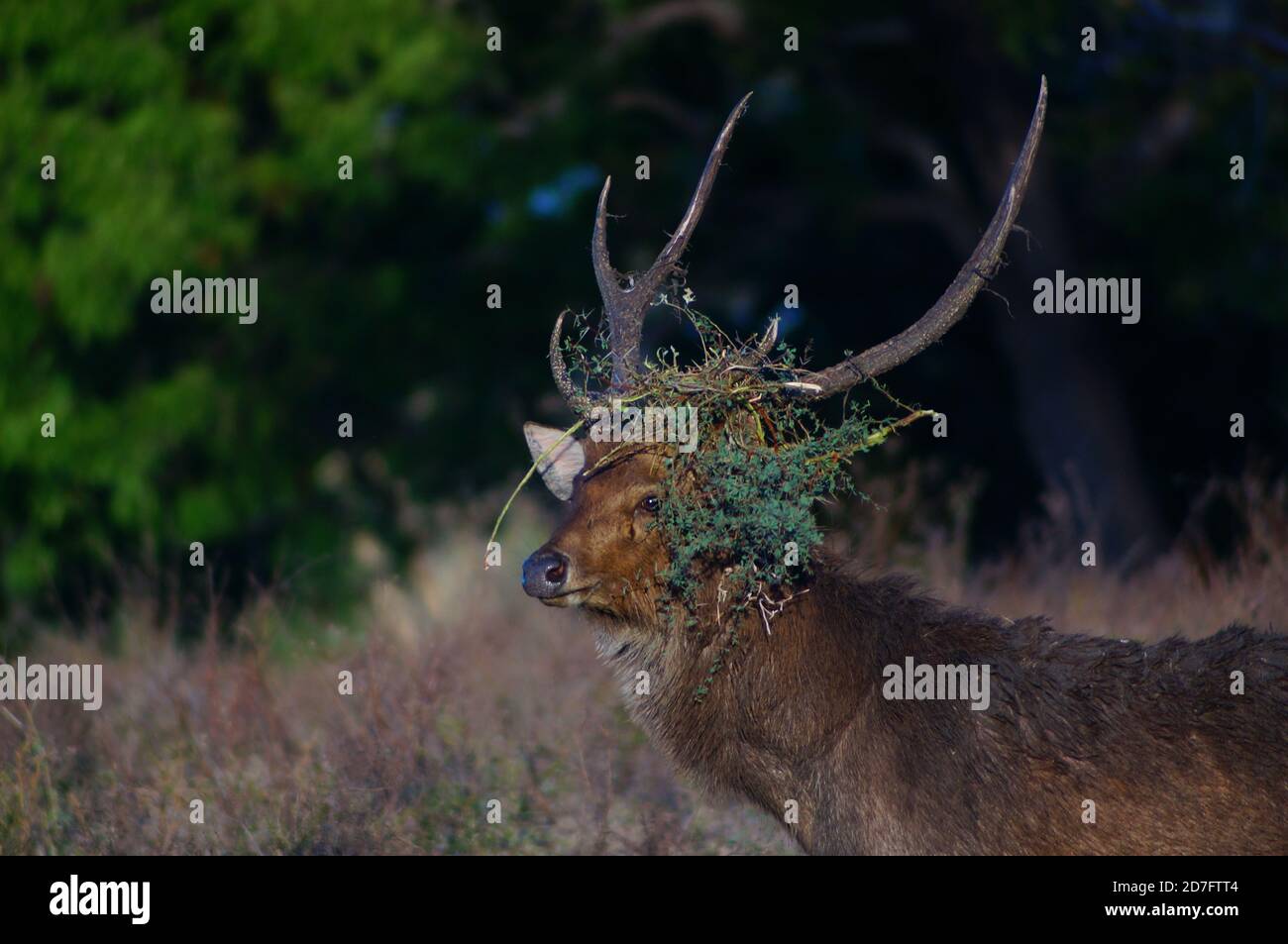deer in forest, Javan rusa in Baluran National Park, Java, Indonesia ...