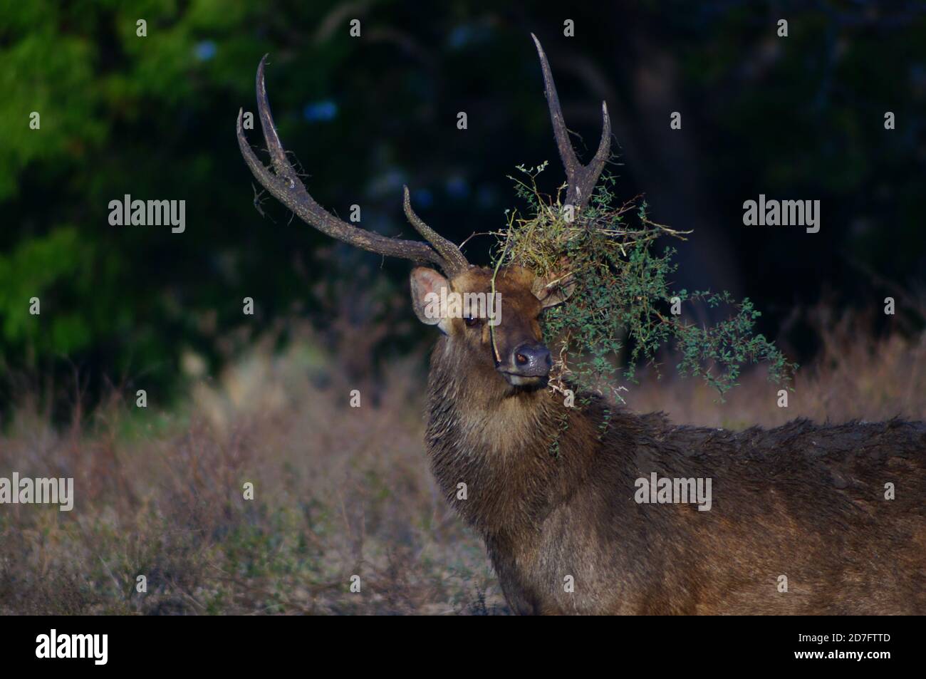 deer in forest, Javan rusa in Baluran National Park, Java, Indonesia ...