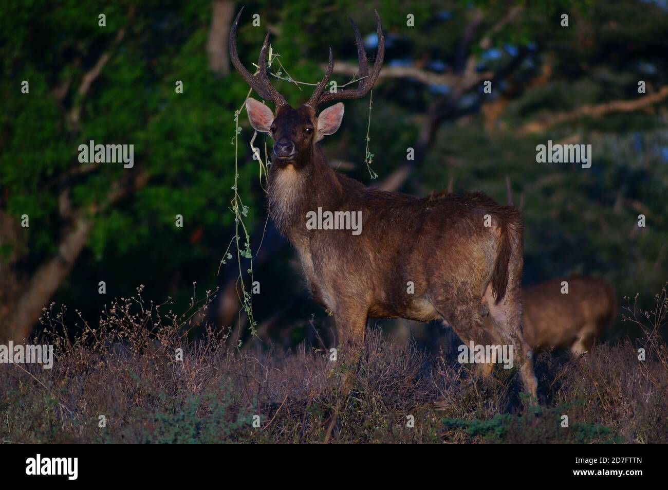 deer in forest, Javan rusa in Baluran National Park, Java, Indonesia ...