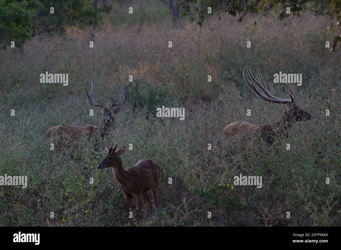 deer in forest, Javan rusa in Baluran National Park, Java, Indonesia ...