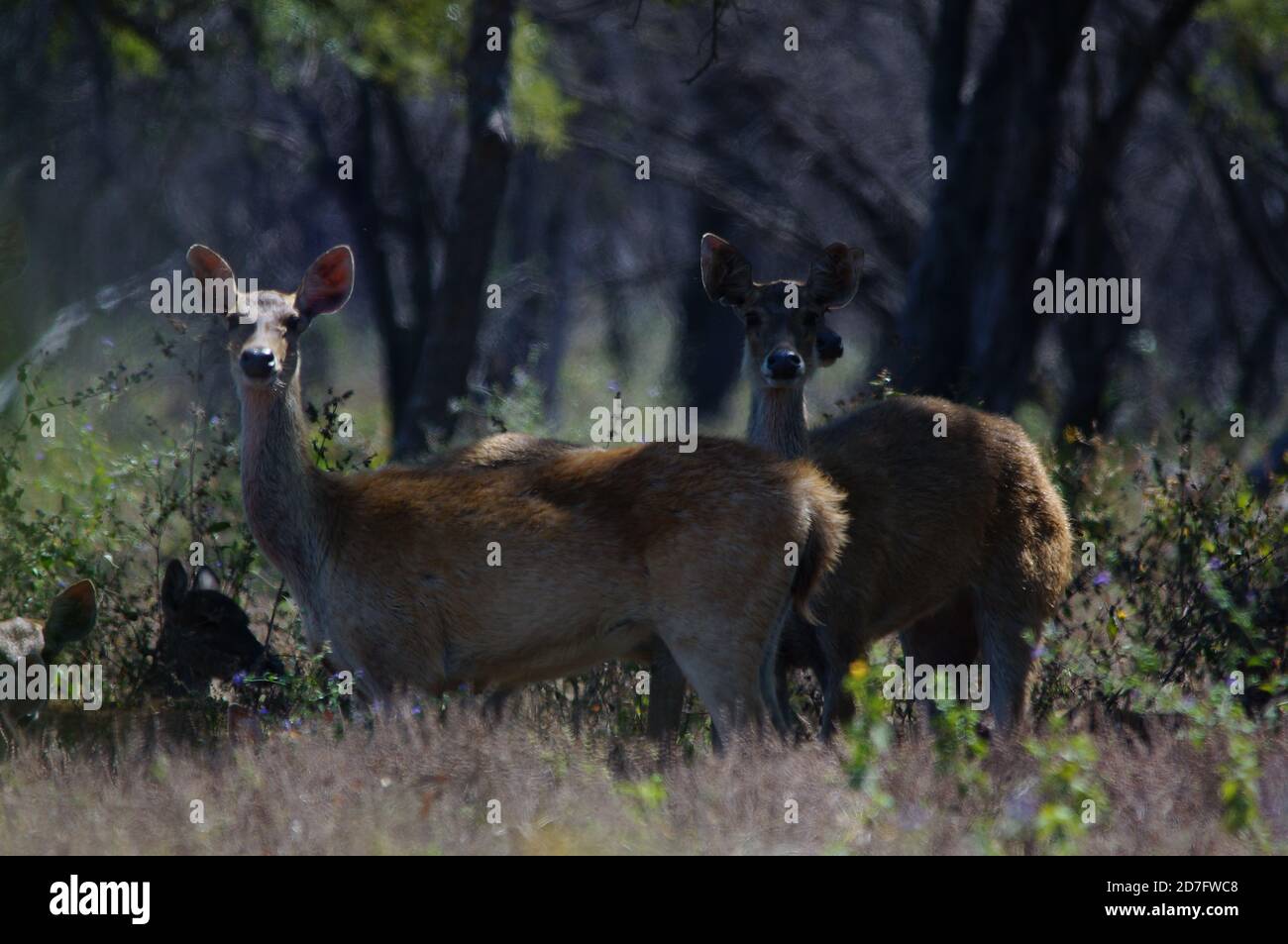 deer in forest, Javan rusa in Baluran National Park, Java, Indonesia ...