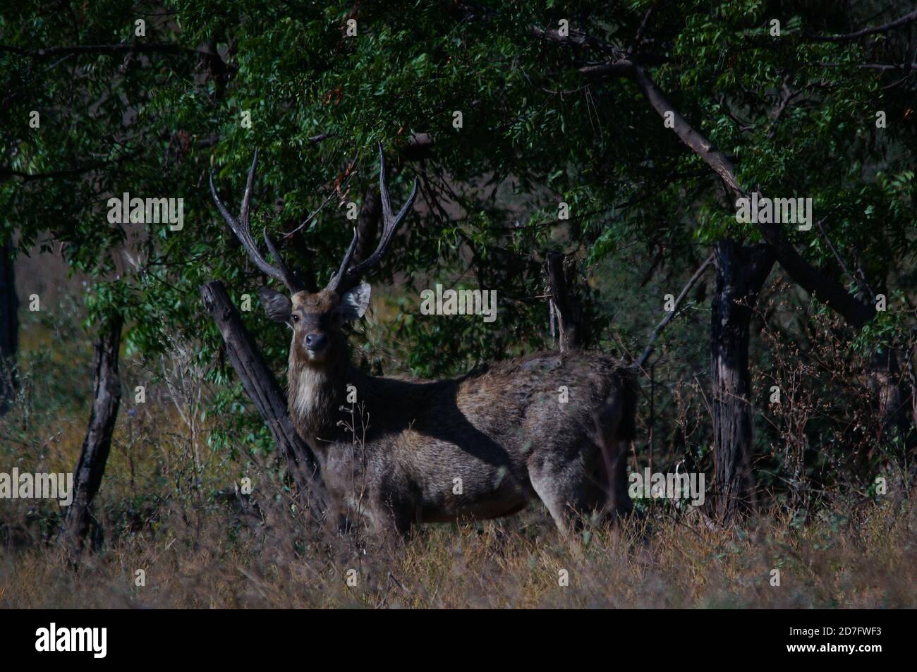 deer in forest, Javan rusa in Baluran National Park, Java, Indonesia ...