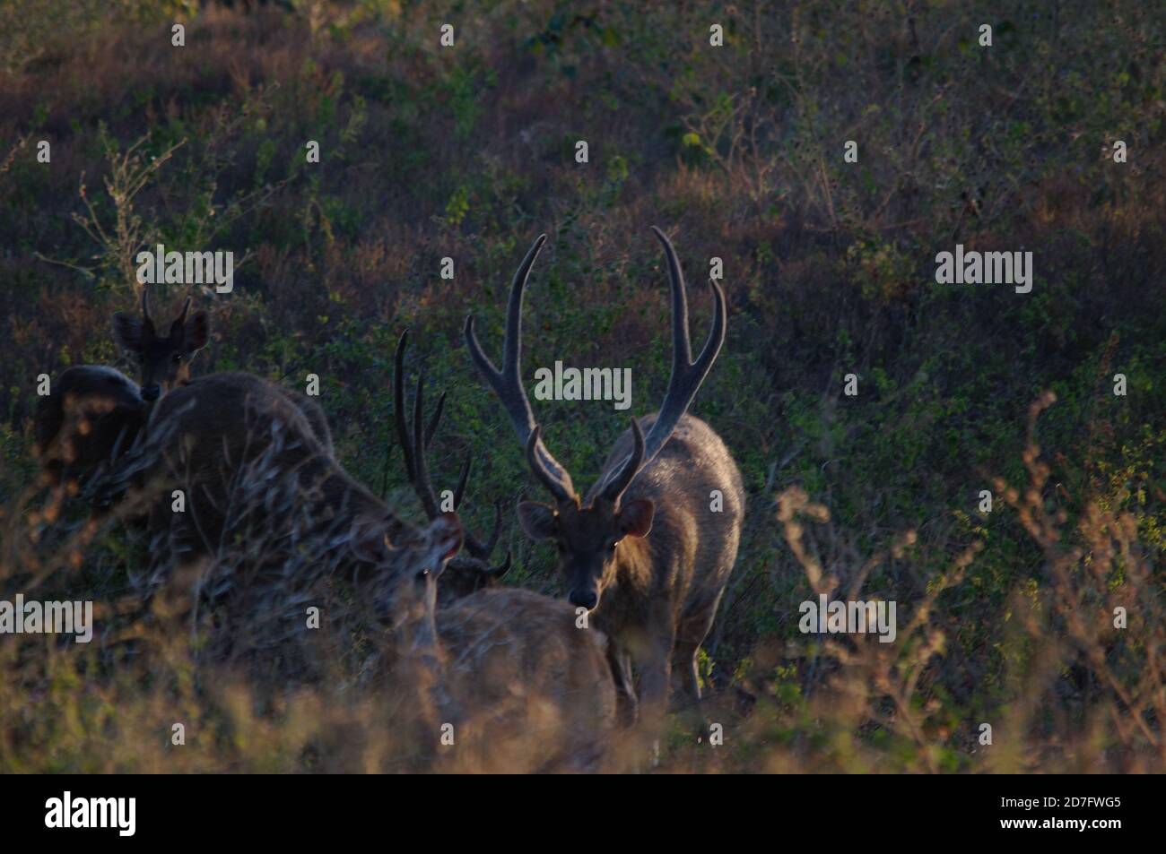 deer in forest, Javan rusa in Baluran National Park, Java, Indonesia ...