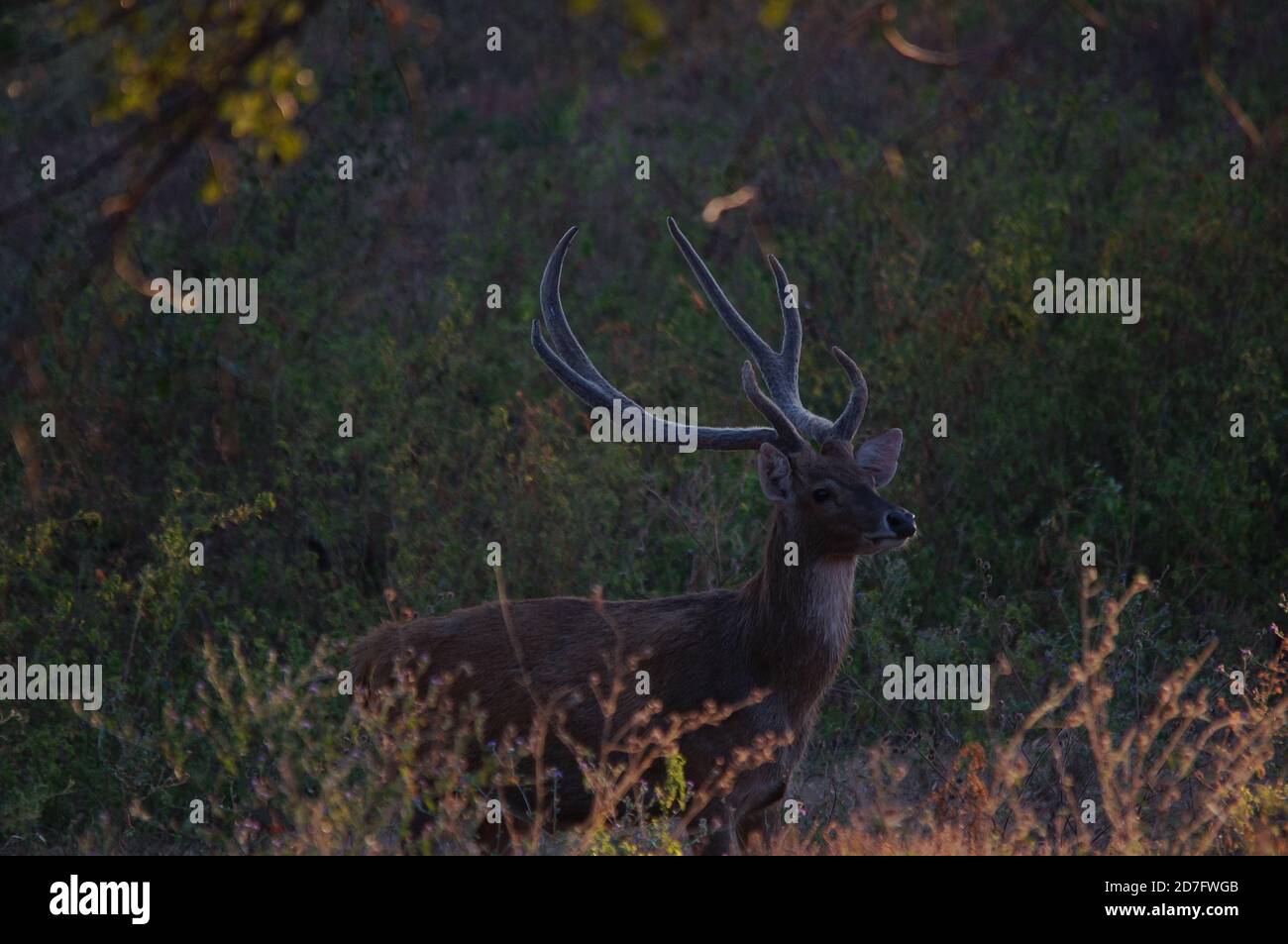 deer in forest, Javan rusa in Baluran National Park, Java, Indonesia ...