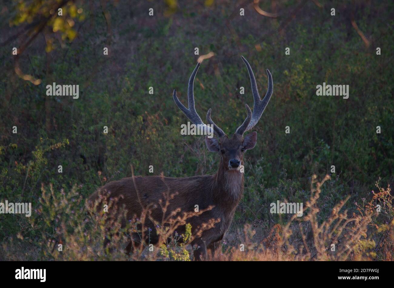 deer in forest, Javan rusa in Baluran National Park, Java, Indonesia ...